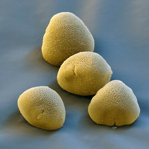 Pollen Grains Under Microscope | Amusing Planet